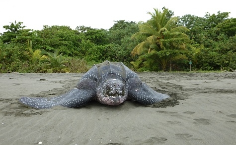 Leatherback Sea Turtle Nesting Program