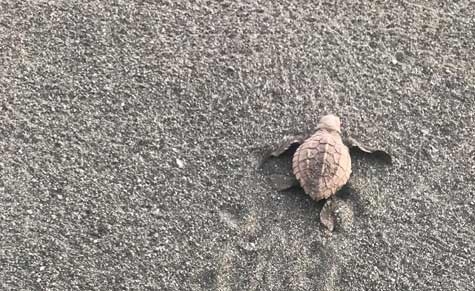 Sea Turtle Conservation and Community Development