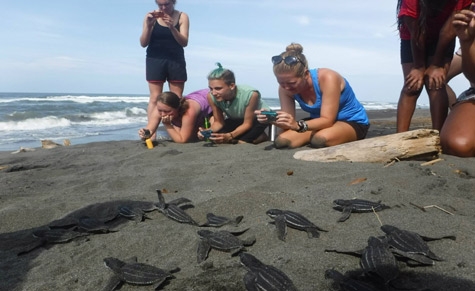 Sea Turtle Conservation Program